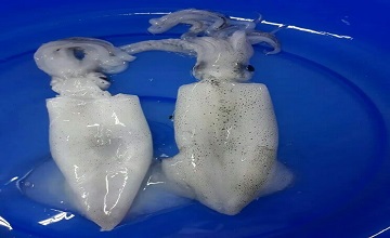 Top Frozen Indian Seafood Supplier - Fish, Shrimp, Crab, and More